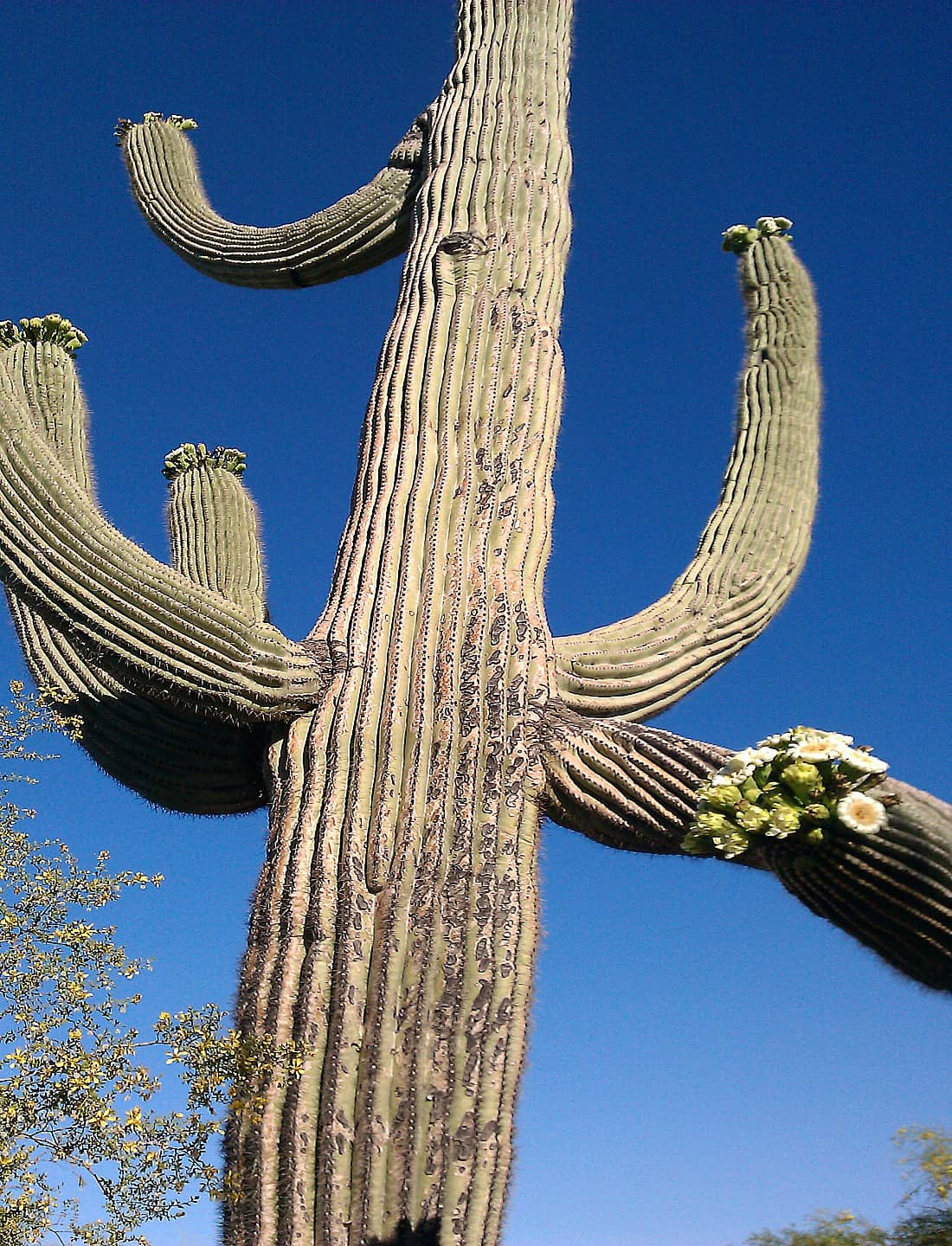 Ancala Scottsdale Real Estate